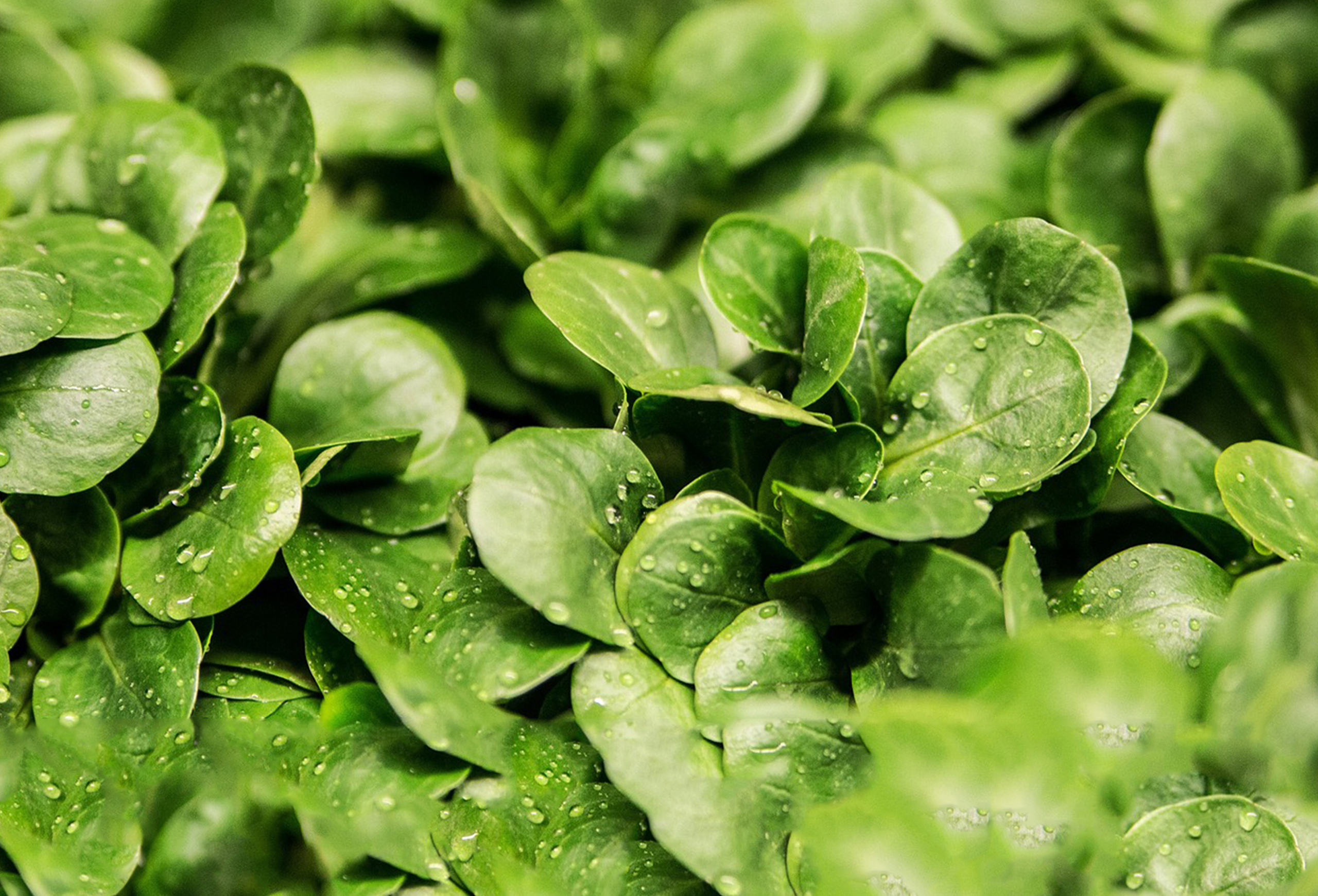 La mâche : culture facile et des rosettes délicieuses - Le Blog Delbard