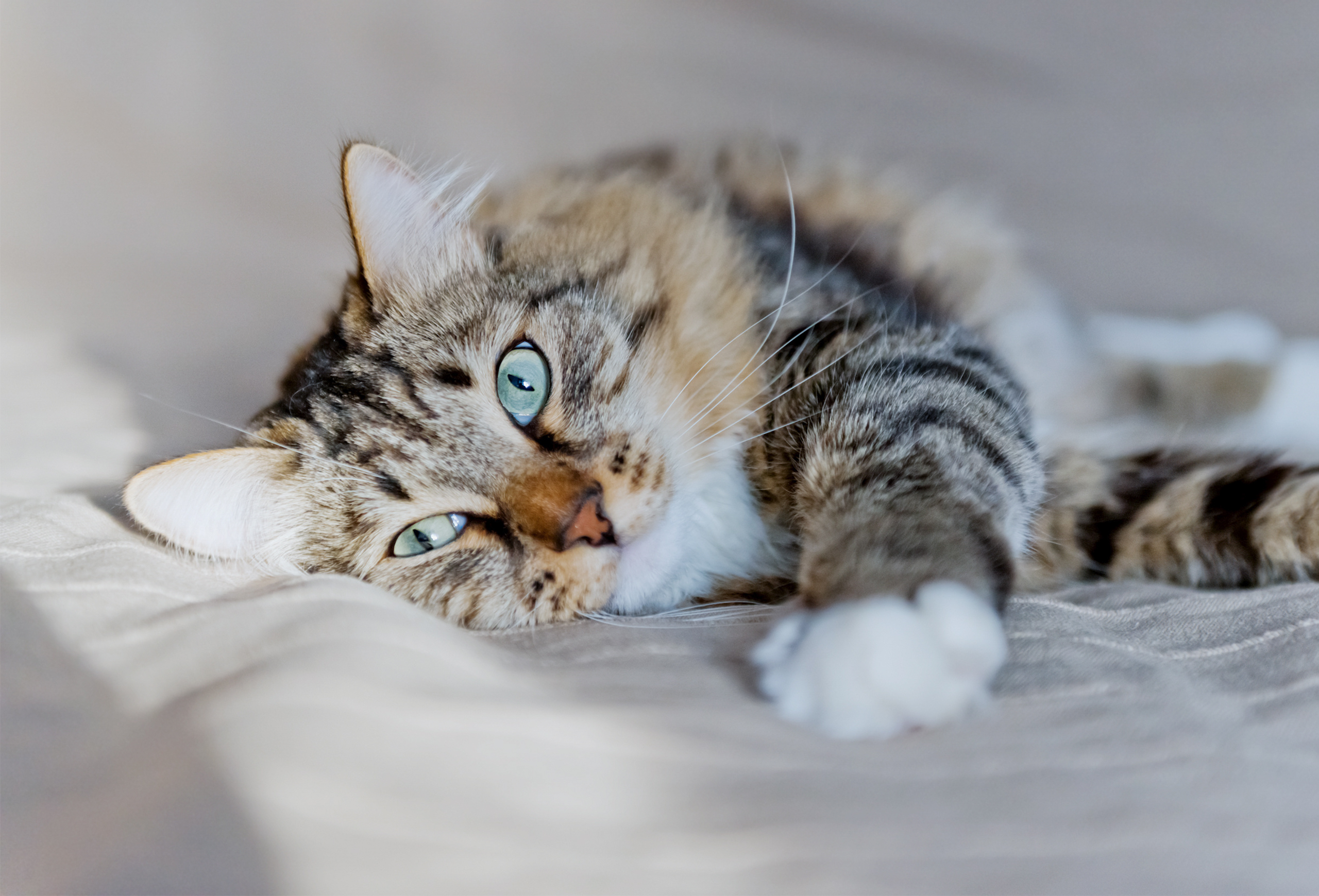 7 conseils pour rendre votre chat heureux - Le Blog Delbard