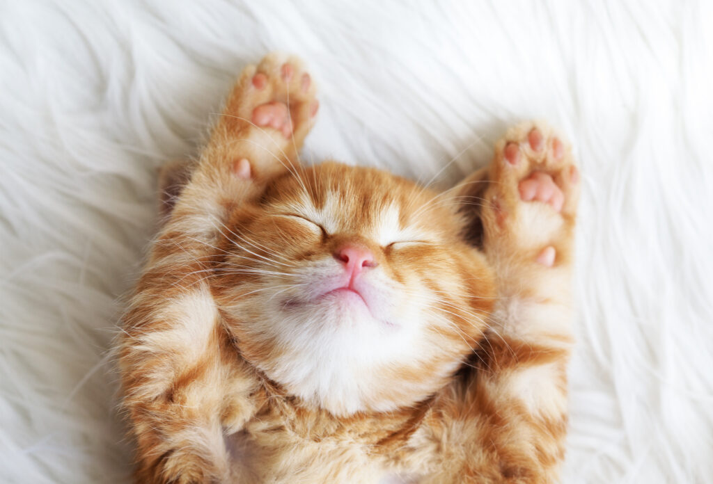 Top 10 des animaux les plus mignons