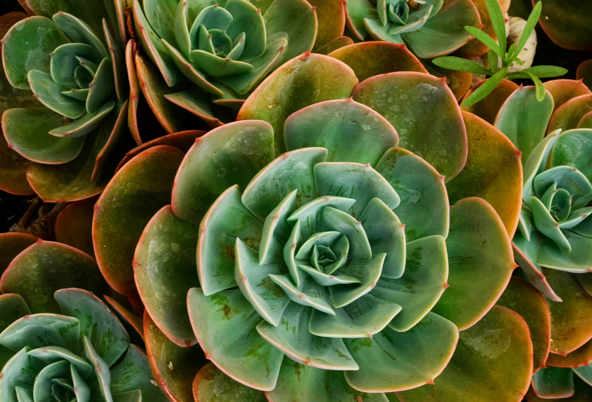 Quel entretien pour mes succulentes ? - Le Blog Delbard